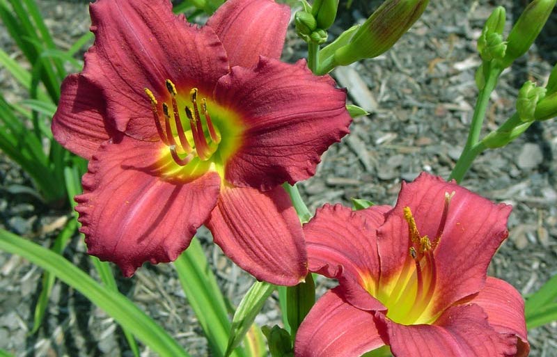 Online Shop | Hornbaker Gardens, Inc.
