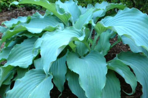 Hornbaker Gardens, Inc. | Garden Center Home