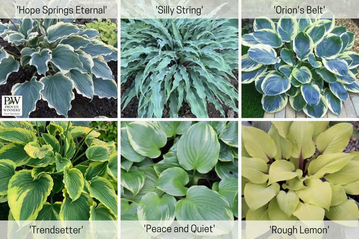 New Hostas for 2023 - Hornbaker Gardens