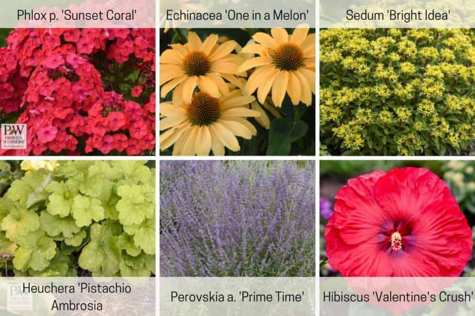 New Perennials for 2023 - Hornbaker Gardens