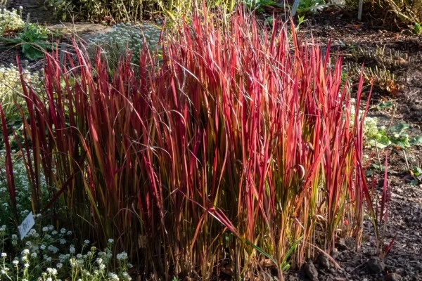 Maroon Colored Covering Grow Perennial Plants 45 Houseplants With Red