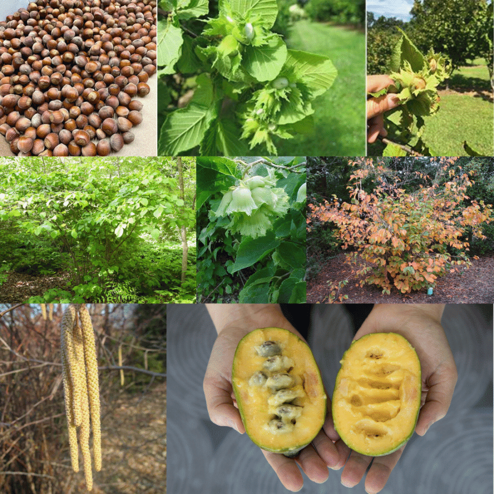 Back to Our Roots: New Native Fruit and Nut Trees - Hornbaker Gardens